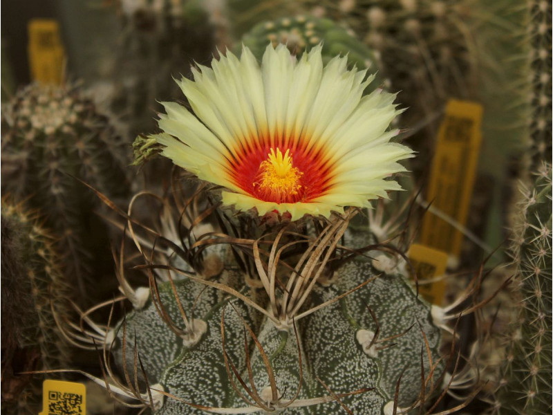 Astrophytum capricorne var. niveum